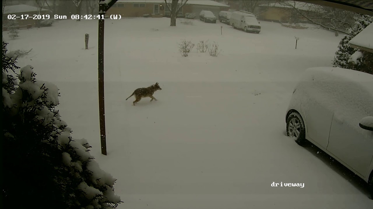 Coyote chasing rabbit - YouTube