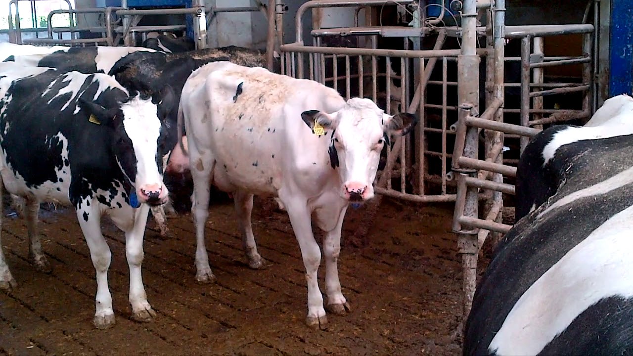 Viking cows - YouTube