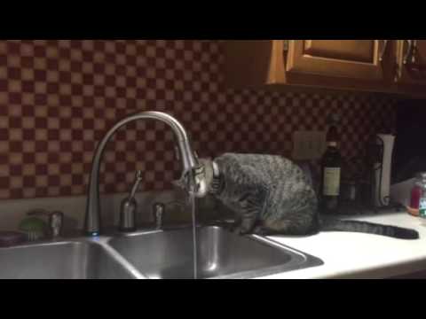 Cat turns on water faucet - YouTube