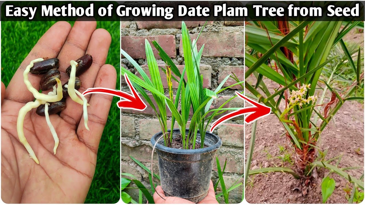 Grow Saudi Date Plant From Seed | How to Grow and Care Date Palm Tree ...