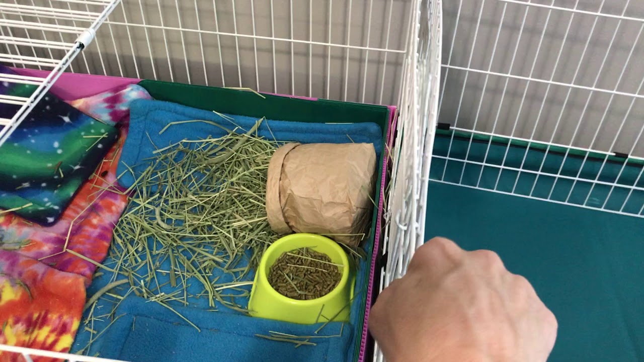 Midwest Cage Expansion part 3 - YouTube