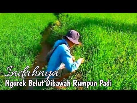 DIBAWAH RUMPUN PADI, FULL STREK LANGSUNG DINIKMATI BERSAMA ‼️ BELUT ...