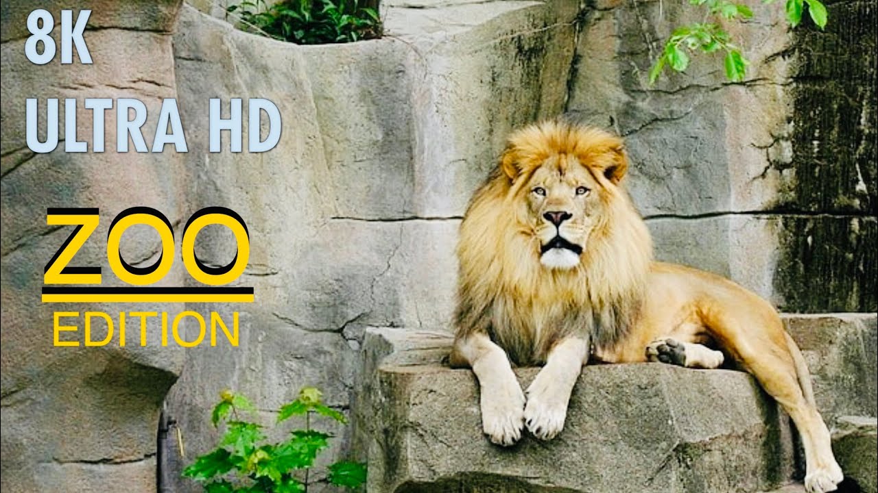 Visit to the ZOO in 8K ULTRA HD / Amazing Zoo Trip Pakistan - YouTube