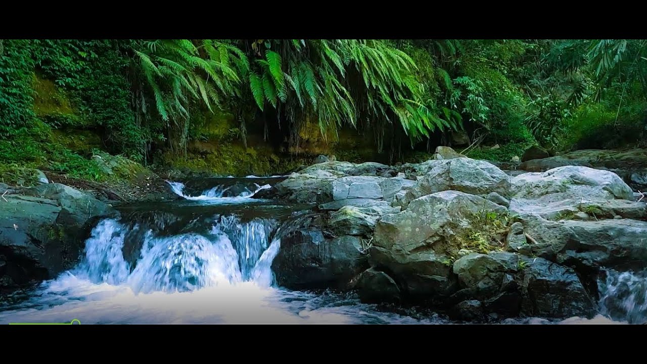 Peaceful Jungle River Flowing Through a Misty Green Forest Soothing ...