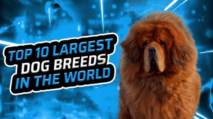 Top 10 Extra Large Dog Breeds Youtube What Is The Largest Dog Breed In