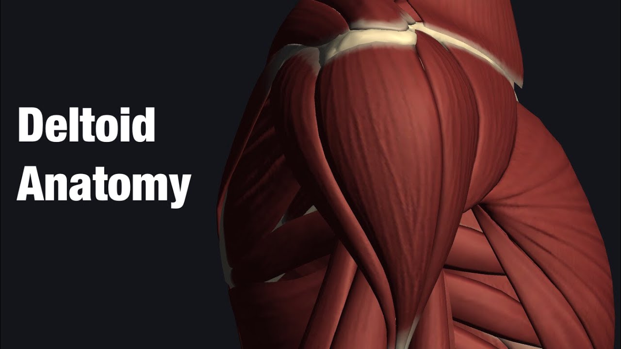 Anatomy and function of Deltoid (English) - YouTube