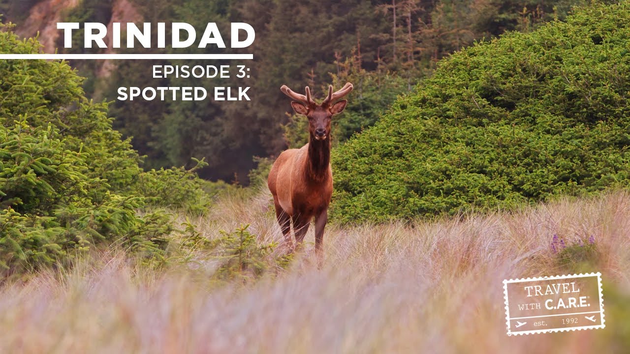 Trinidad Ep.3: Spotted Elk - YouTube