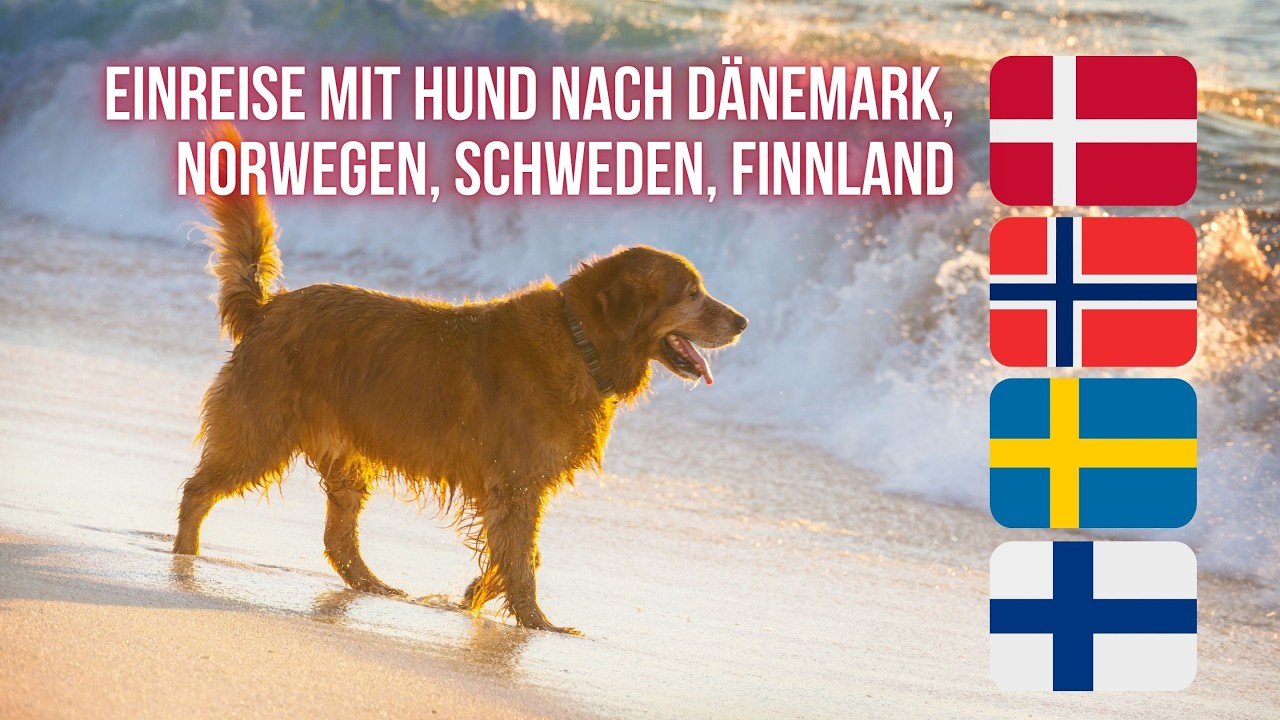 Einreise Hund Norwegen Ber Schweden