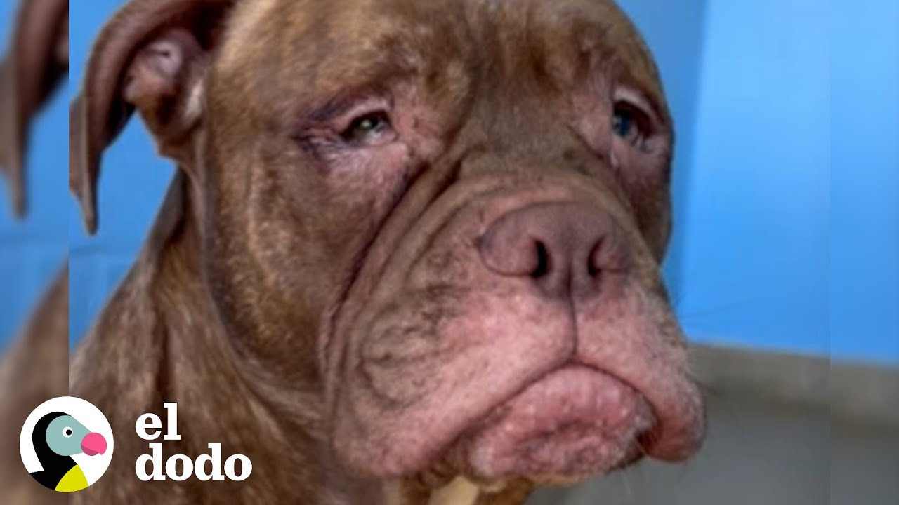 Mire a este perro de refugio con cara triste comenzar a sonreír sin ...