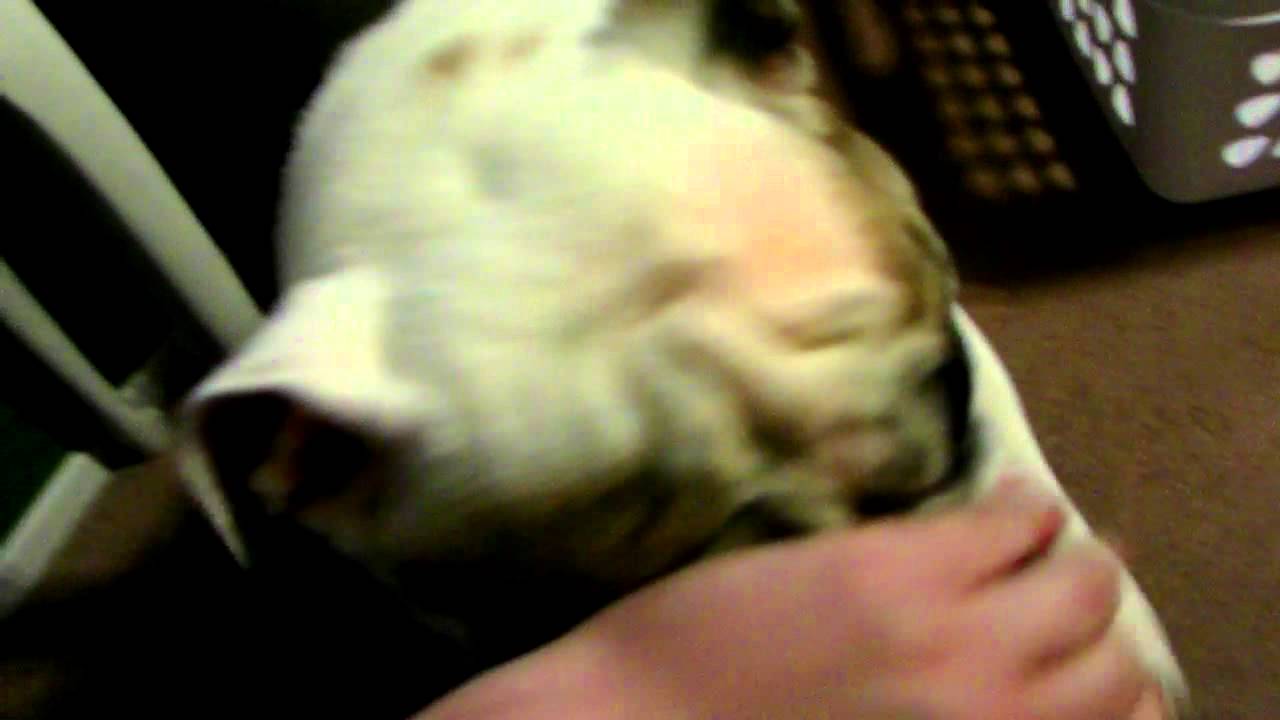 Betty the leg humping Bulldog - YouTube