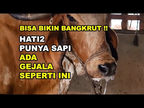 GT-PS #217 Sapi Keluar Liur Seperti ini, Gejala Penyakit atau Keracunan ...