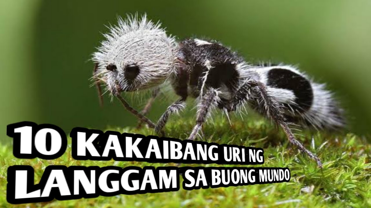10 KAKAIBANG URI NG LANGGAM SA BUONG MUNDO | #facts #history #animals ...