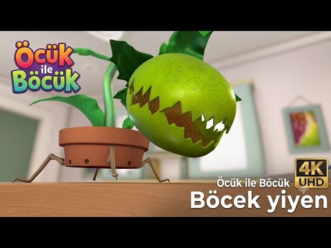 Öcük ile Böcük - Böcek Yiyen (3. Bölüm) - 4K FULL HD