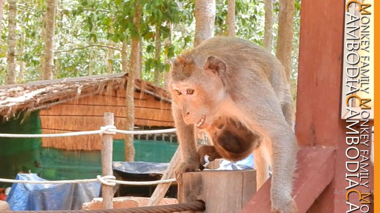 Who Win .....If Monkey Dutchess Fight With Monkey Rey? - YouTube