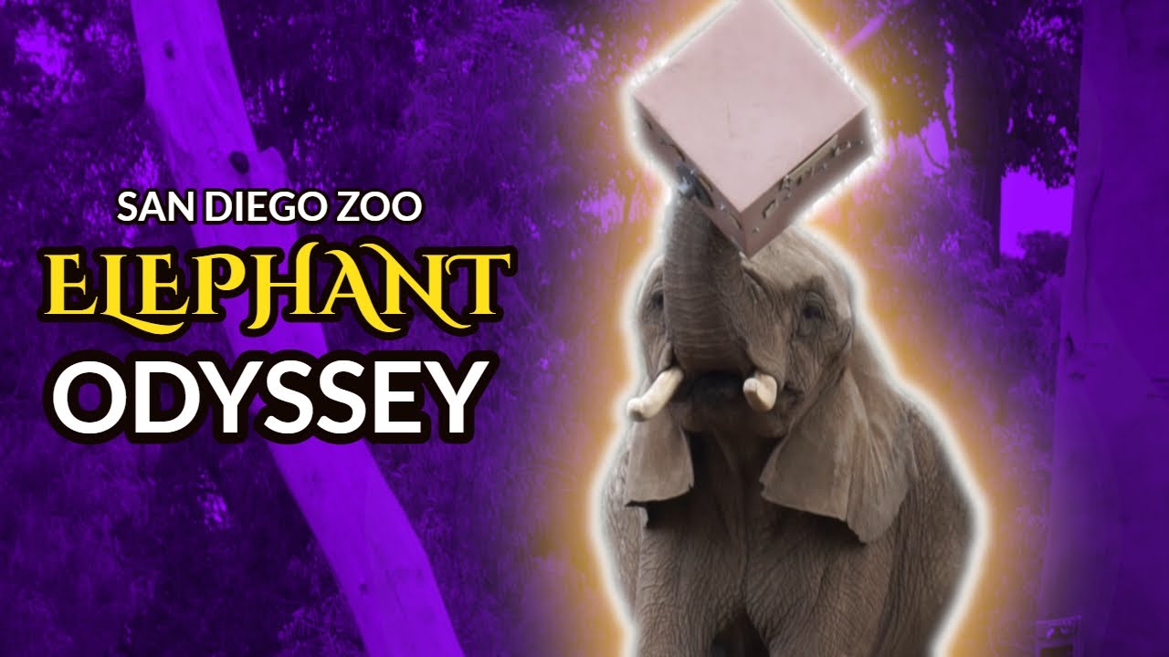 Elephant Odyssey | San Diego Zoo - YouTube
