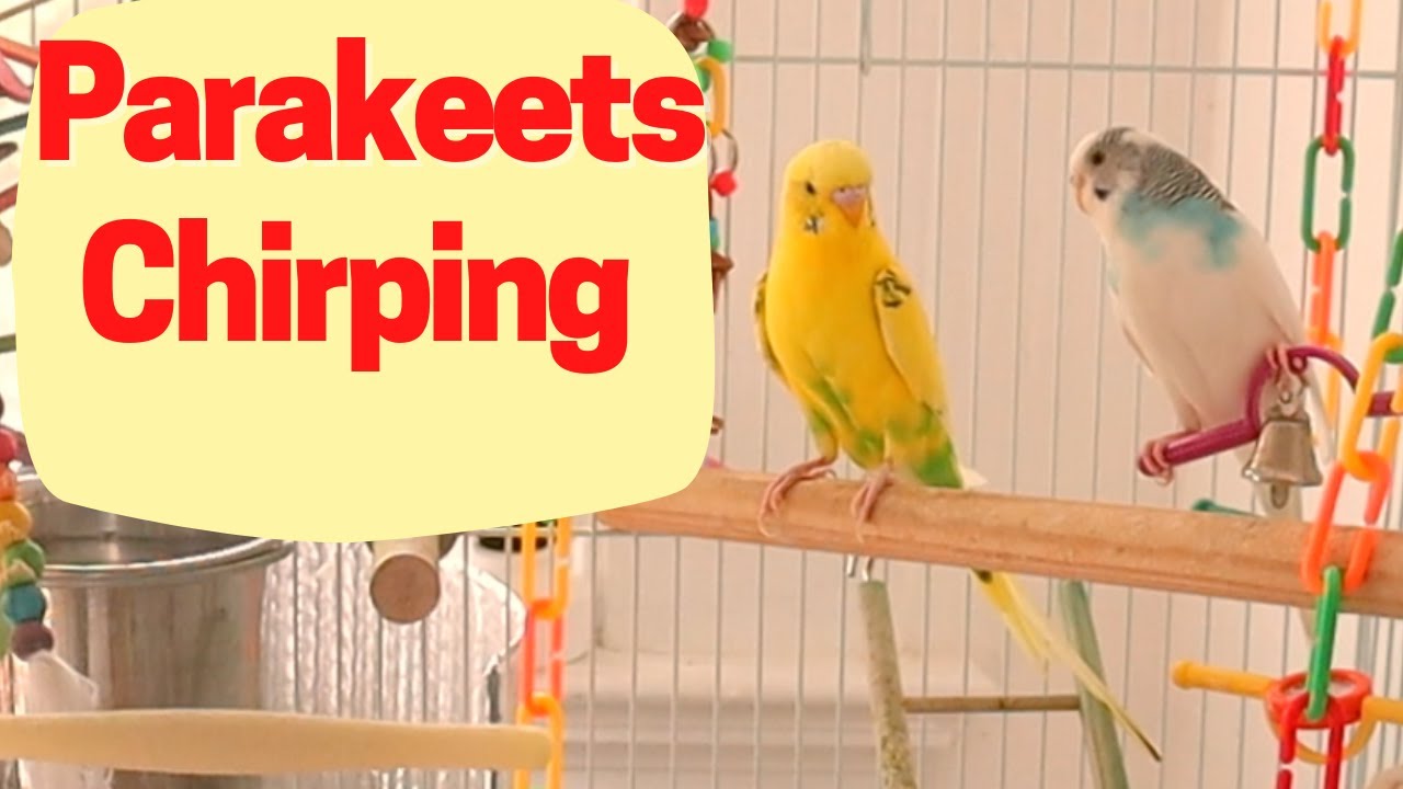 Parakeet Sounds ~~~Budgies chirping - YouTube