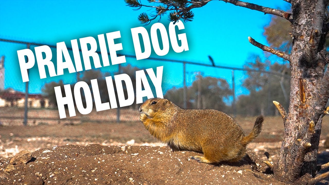 Unusual Thanksgiving Company | BUS LIFE HOLIDAY - YouTube