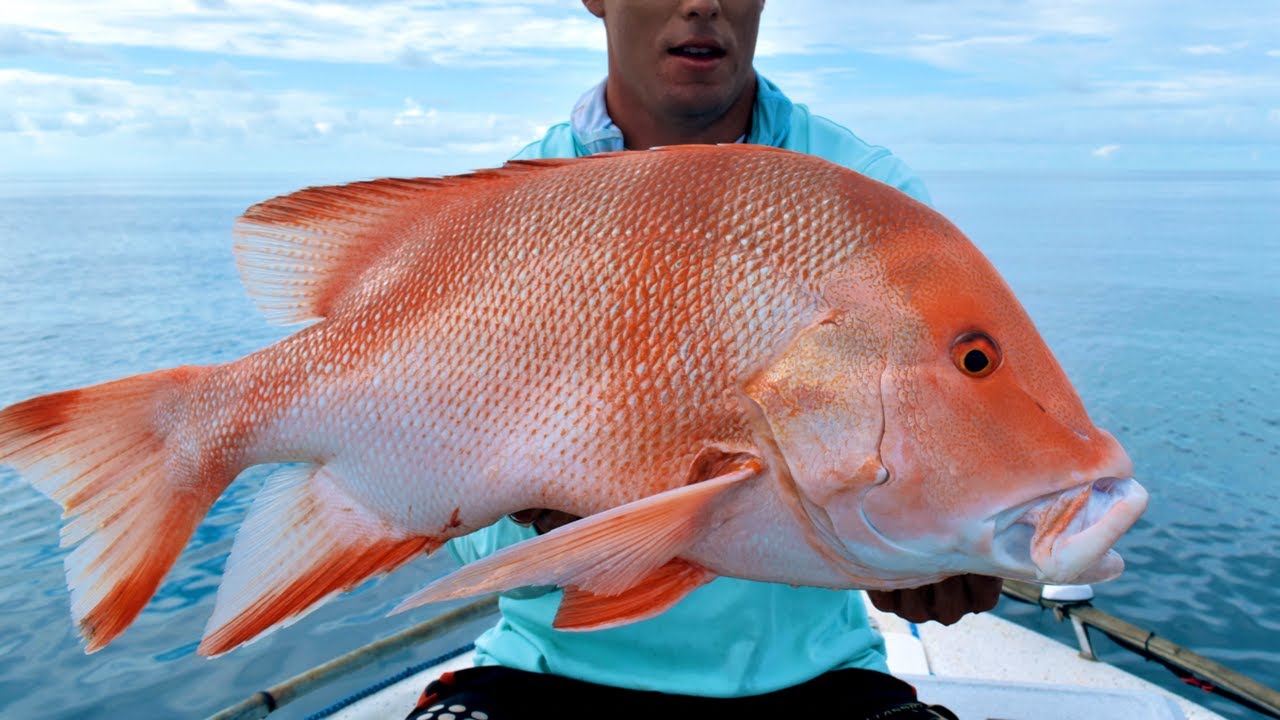 RED EMPEROR EXPLORING NEW GROUND in CAIRNS - YouTube
