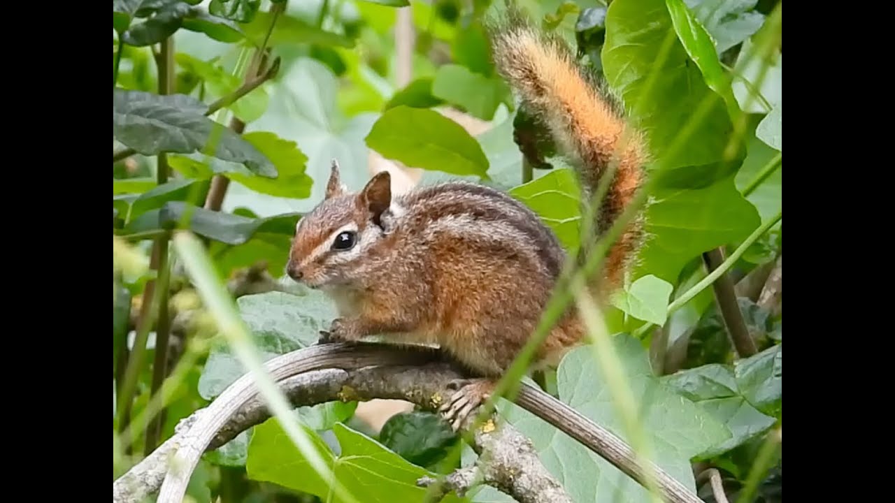 SONOMA CHIPMUNK - YouTube