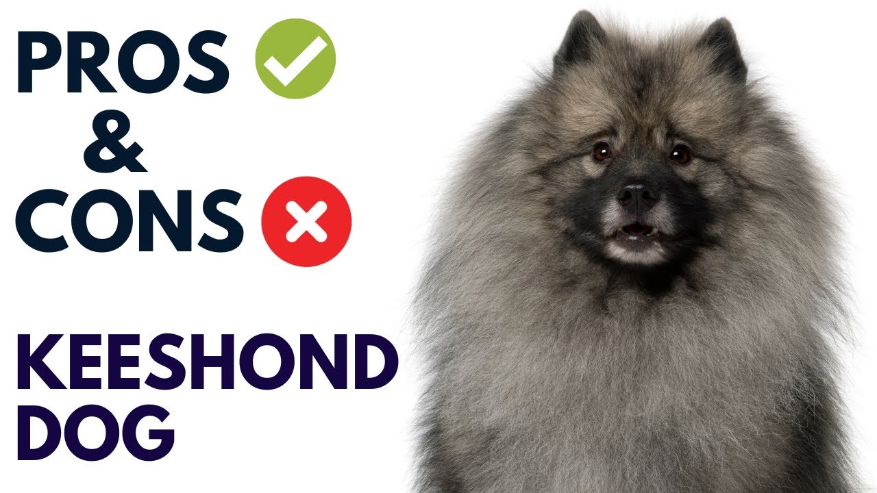 Keeshond Dog Pros And Cons | Keeshond Advantages And Disadvantages # ...