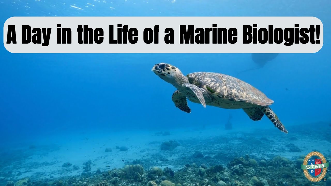 A Day in the Life of a Marine Biologist | NSTEM - YouTube