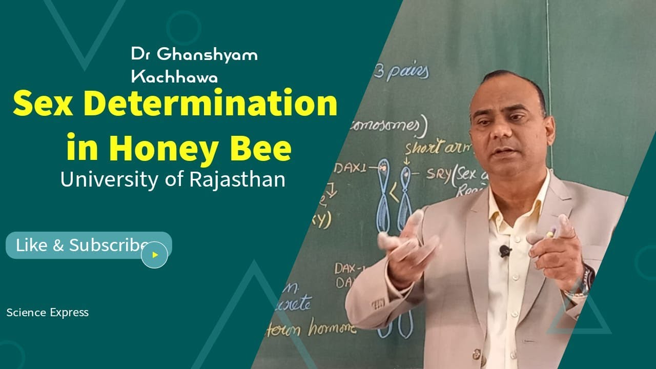 B-20: Sex determination by heterozygosity in honey bee - YouTube