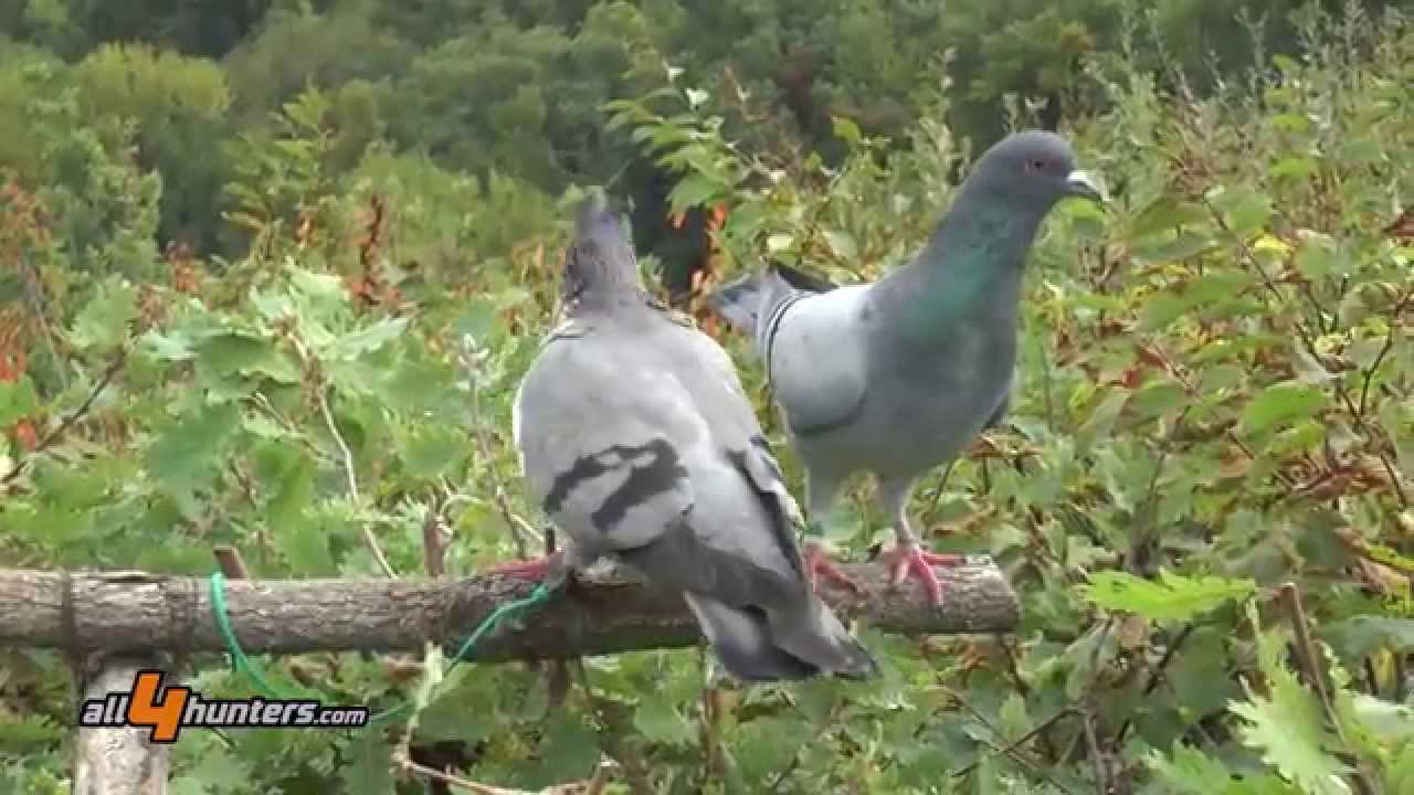 Caccia ai colombacci dal palco con Fiocchi JK6 38 - YouTube