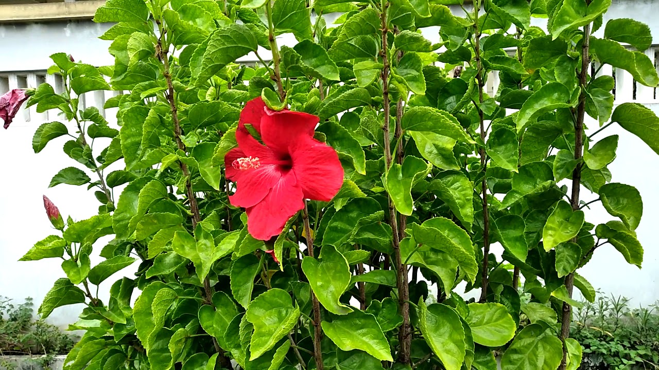 bunga sepatu merah yang indah - YouTube