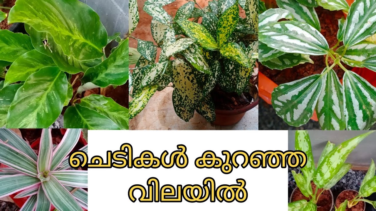 ചെടികൾ കുറഞ്ഞ വിലയിൽ|Plants For Sale|Low Cost Plants|ZEO PLANTS - YouTube