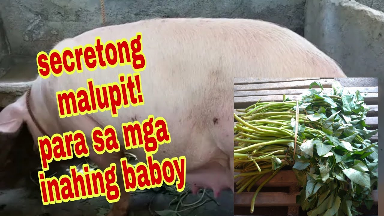Ano ang ipapakain sa mga inahing baboy pag malapit ng manganak ...