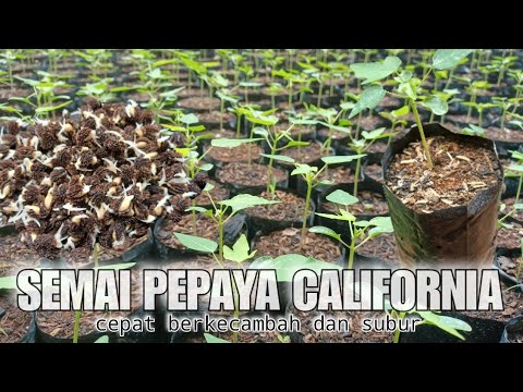 Cara semai pepaya california | varietas calina ipb - YouTube