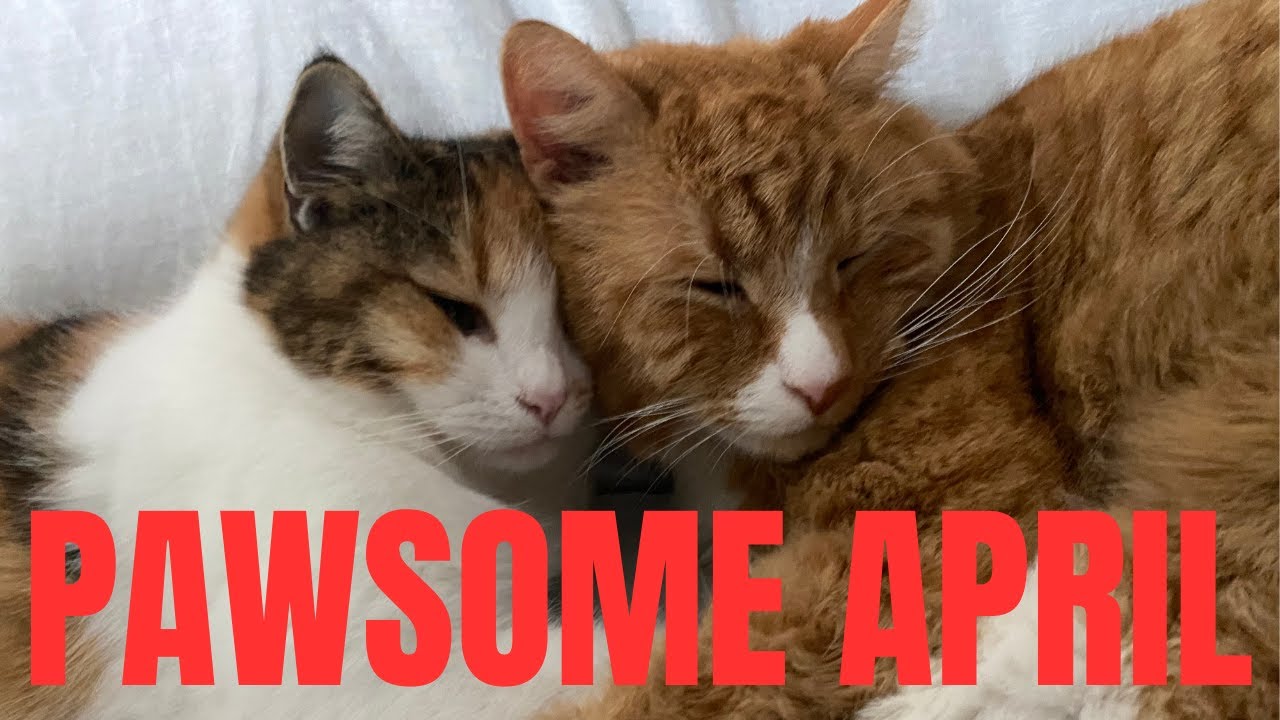 Pawsome April: Best Cat Videos You Can't Miss #cats - YouTube
