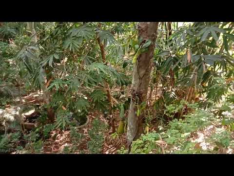 Treehouse Kumily 2022 #nature