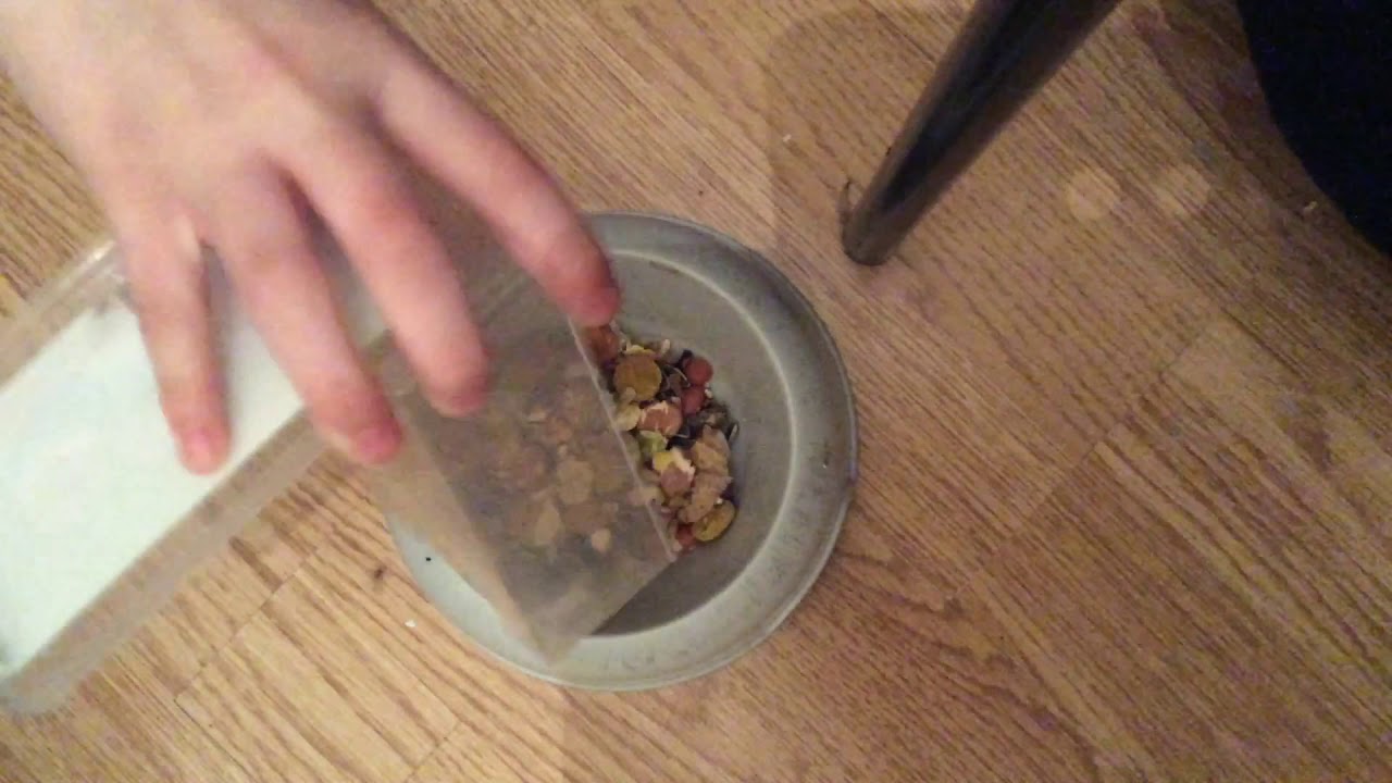 What I feed all 7 of my gerbils food bowls this is just one pair of my ...