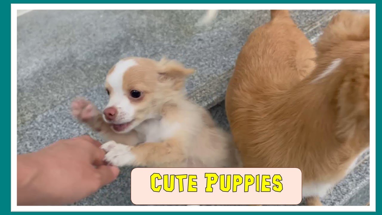Small and Cute puppy video compilation #Dogs #puppies - YouTube