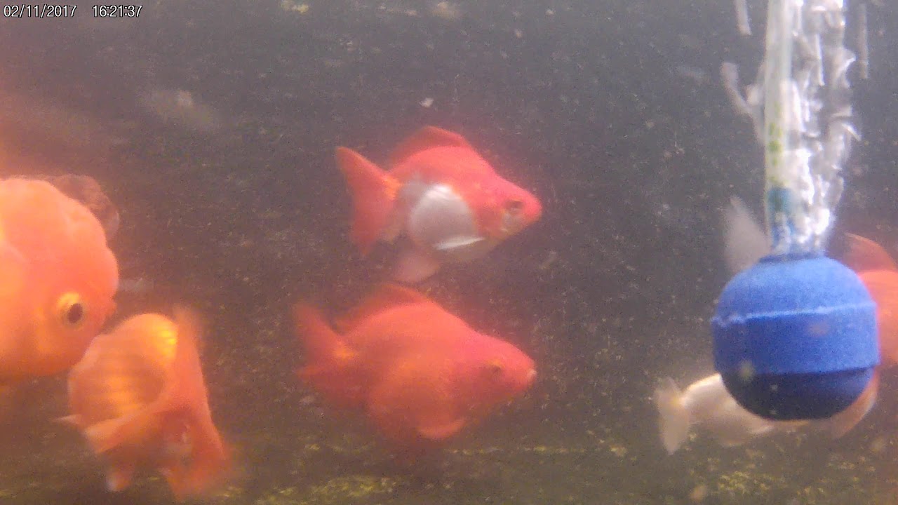 GOLDFISH POND, UNDERWATER VIDEO - YouTube