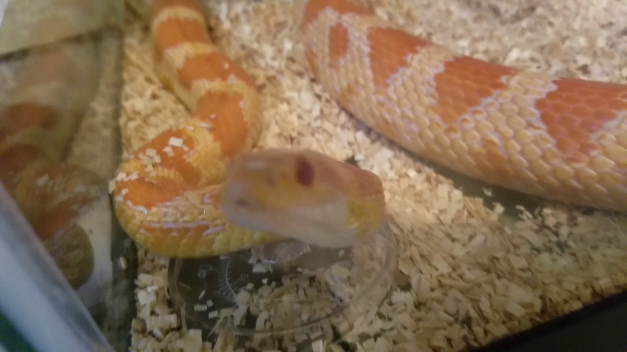 Ball python feeding video. By our self - YouTube