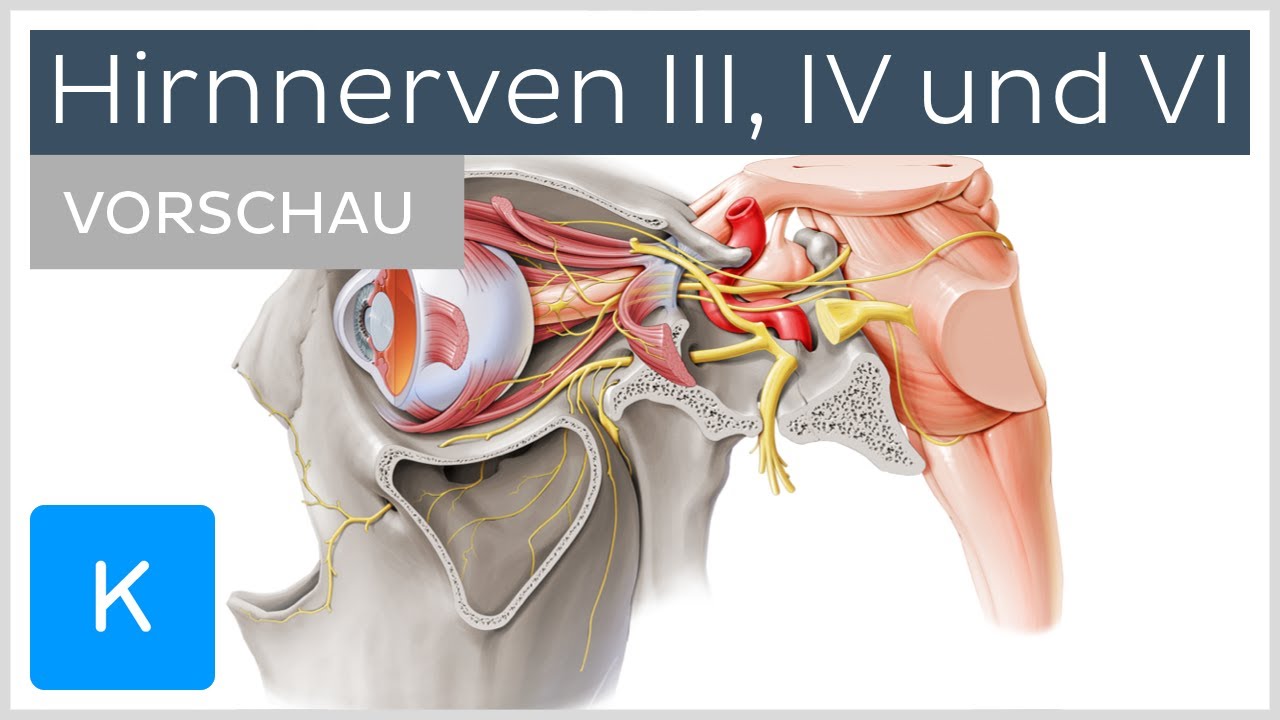 Nervus oculomotorius, trochlearis und abducens (Vorschau) | Kenhub ...