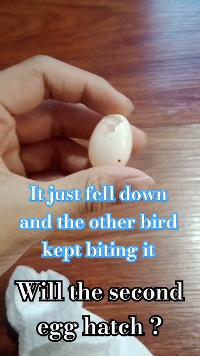 Will the egg hatch ? #birdlovers#birds - YouTube