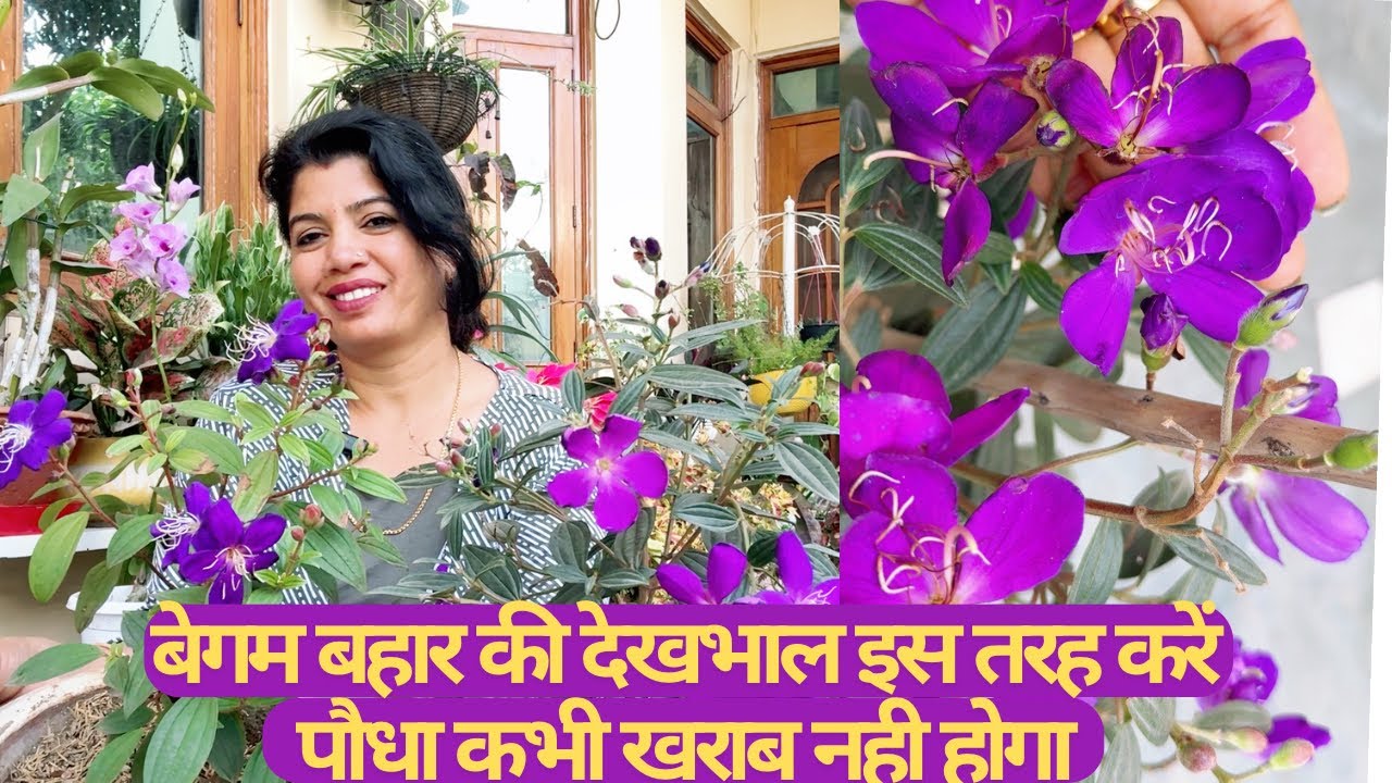 All About Begum Bahar Plant | बेगम बहार की देखभाल इस तरह करें आएँगे ...