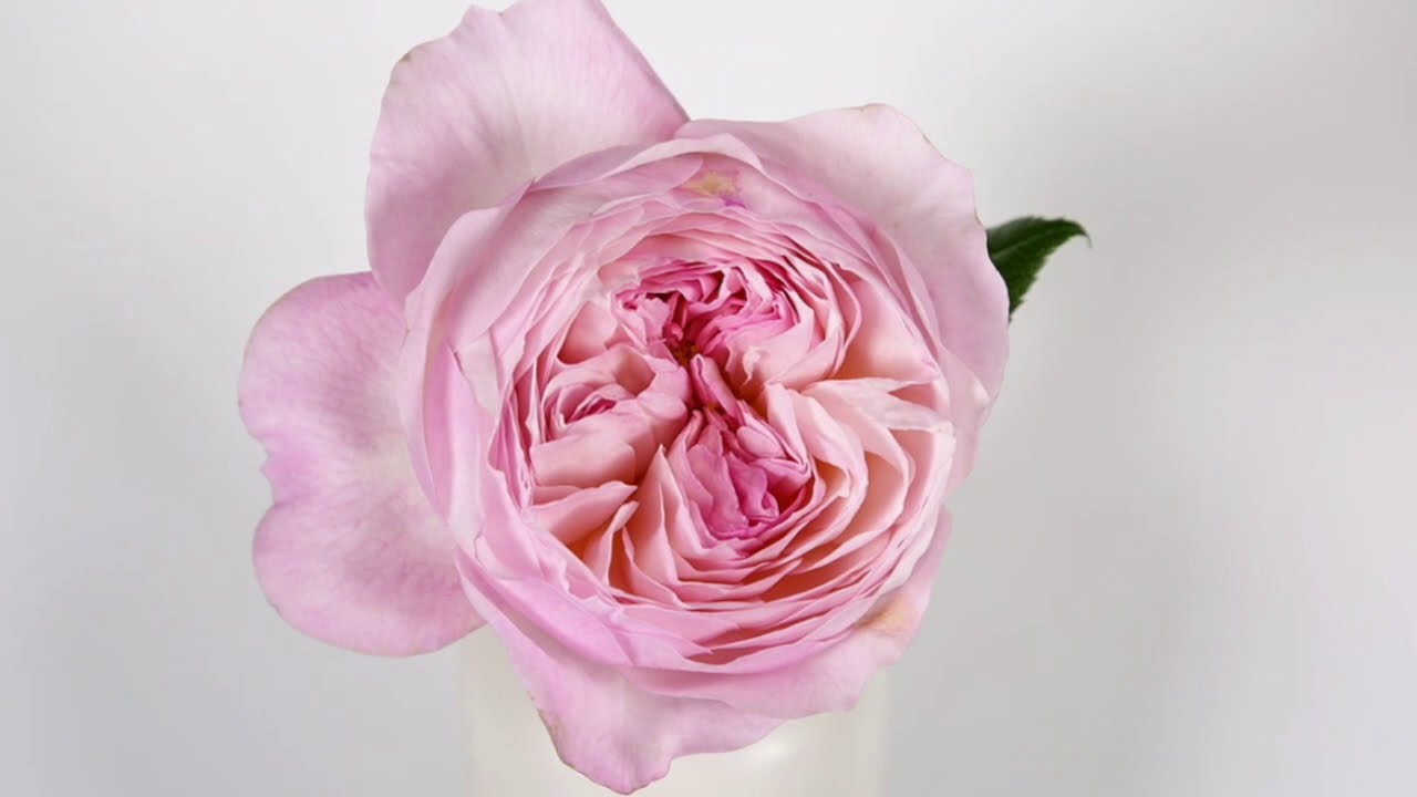 Constance (Austruss) Rose by David Austin Wedding Roses - YouTube