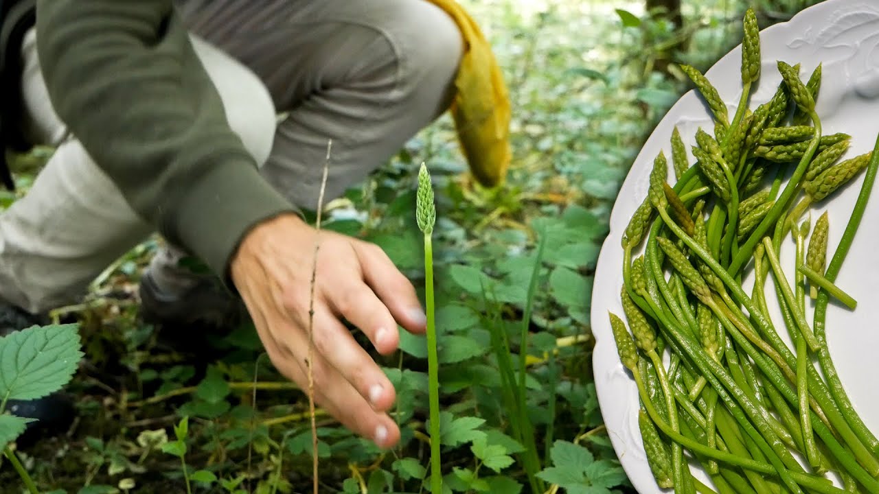 Foraging for Wild Asparagus (Prussian/Bath Asparagus) - YouTube