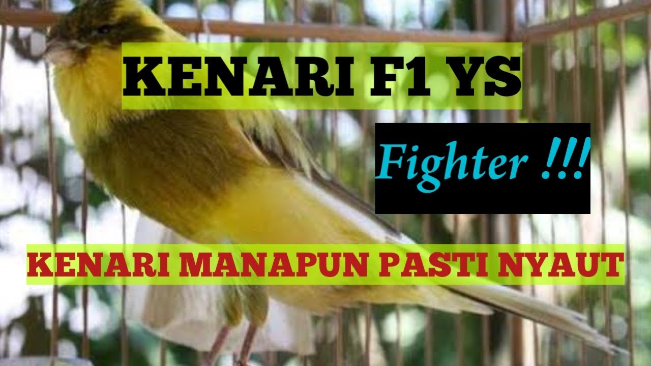 KENARI F1 GACOR HD - YouTube