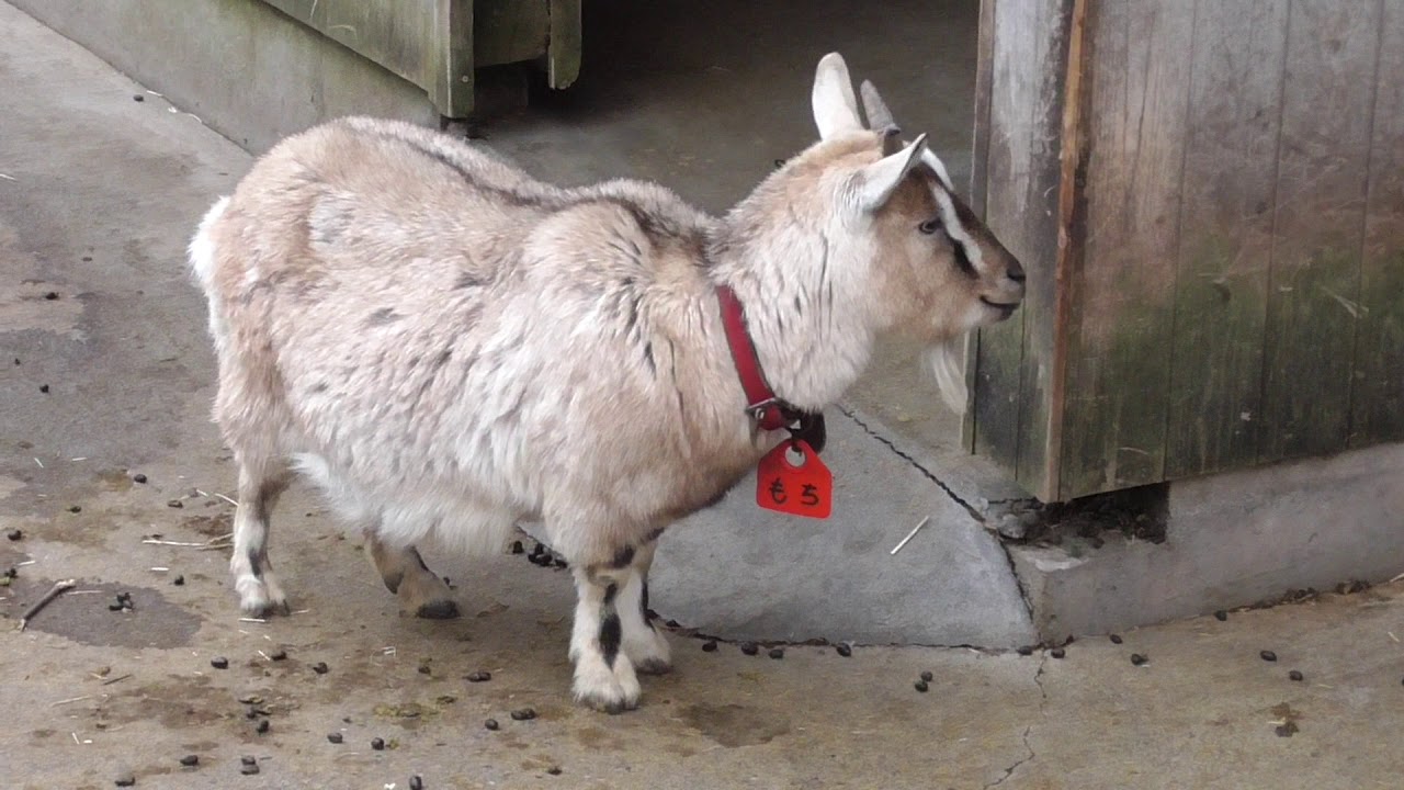Goat【Tama Zoological Park in Tokyo , Japan】 - YouTube