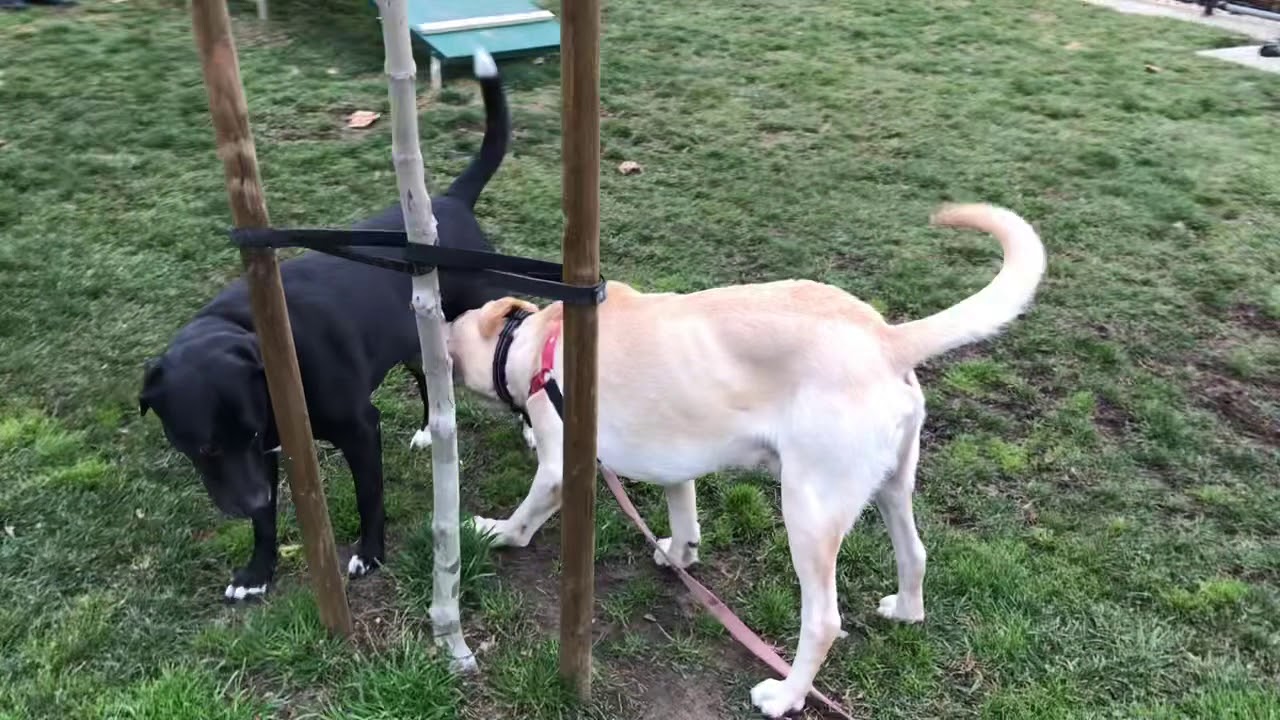 Dante romping at the dog park - YouTube