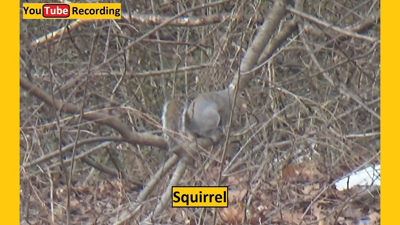 Squirrel - YouTube Recording - YouTube