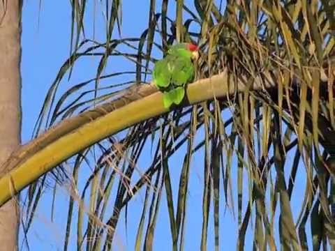 The Ocean Beach Parrots - YouTube