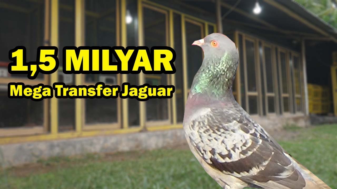 MERPATI 1,5 MILYAR...!!! MEGA TRANSFER JAGUAR MERPATI TERMAHAL 2021 ...