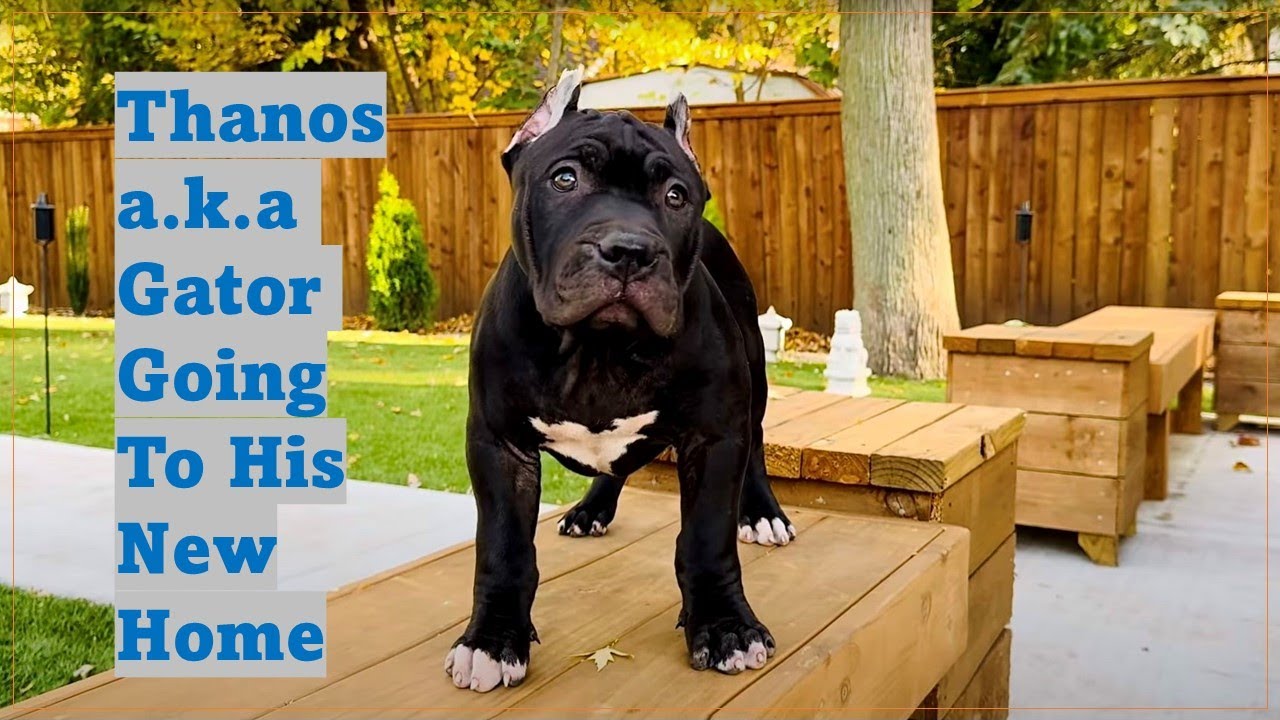 Blauer Alligator Pitbull
