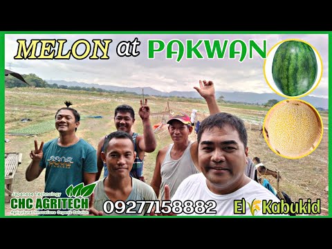 MELON AT PAKWAN NI SIR ROLANDO GAGAMITAN NA NG CHC AGRITECH! #ChcAgritech #ElKabukid